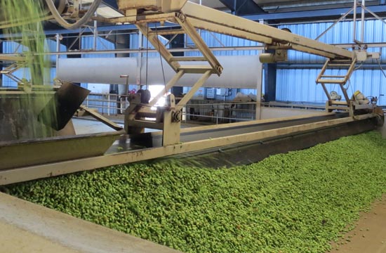 Hops | Yeast Health | Production & Processing | BetaTec Hop Products