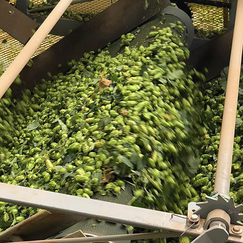 Hops Production | Harvesting | Processing | BetaTec Hop Products